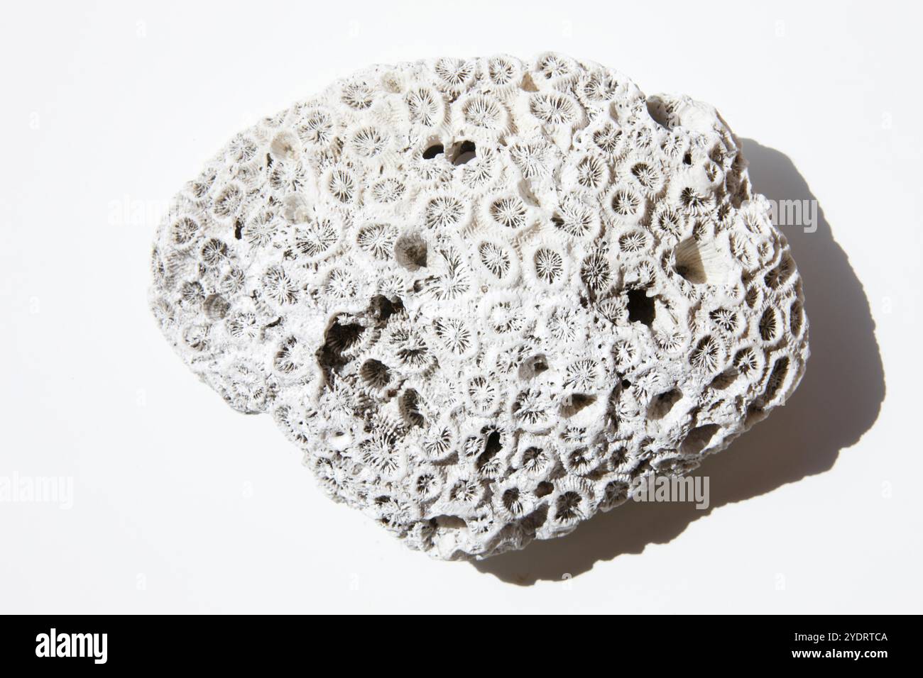 White coral stone hi-res stock photography and images - Alamy