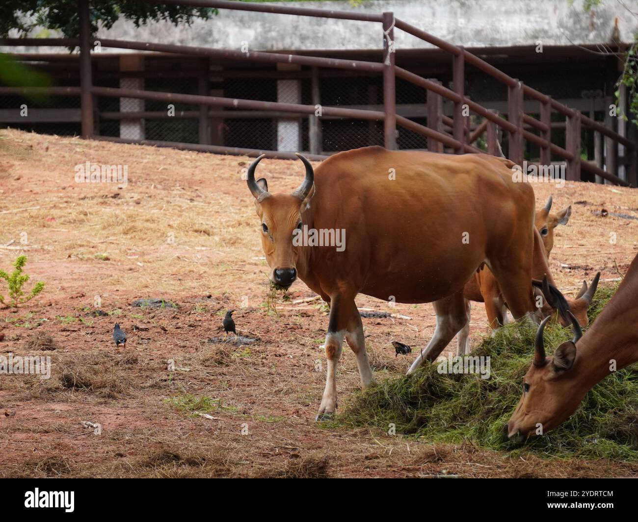 Banteng Herd Feeding in EnclosureBanteng Herd Feeding in Enclosure ...