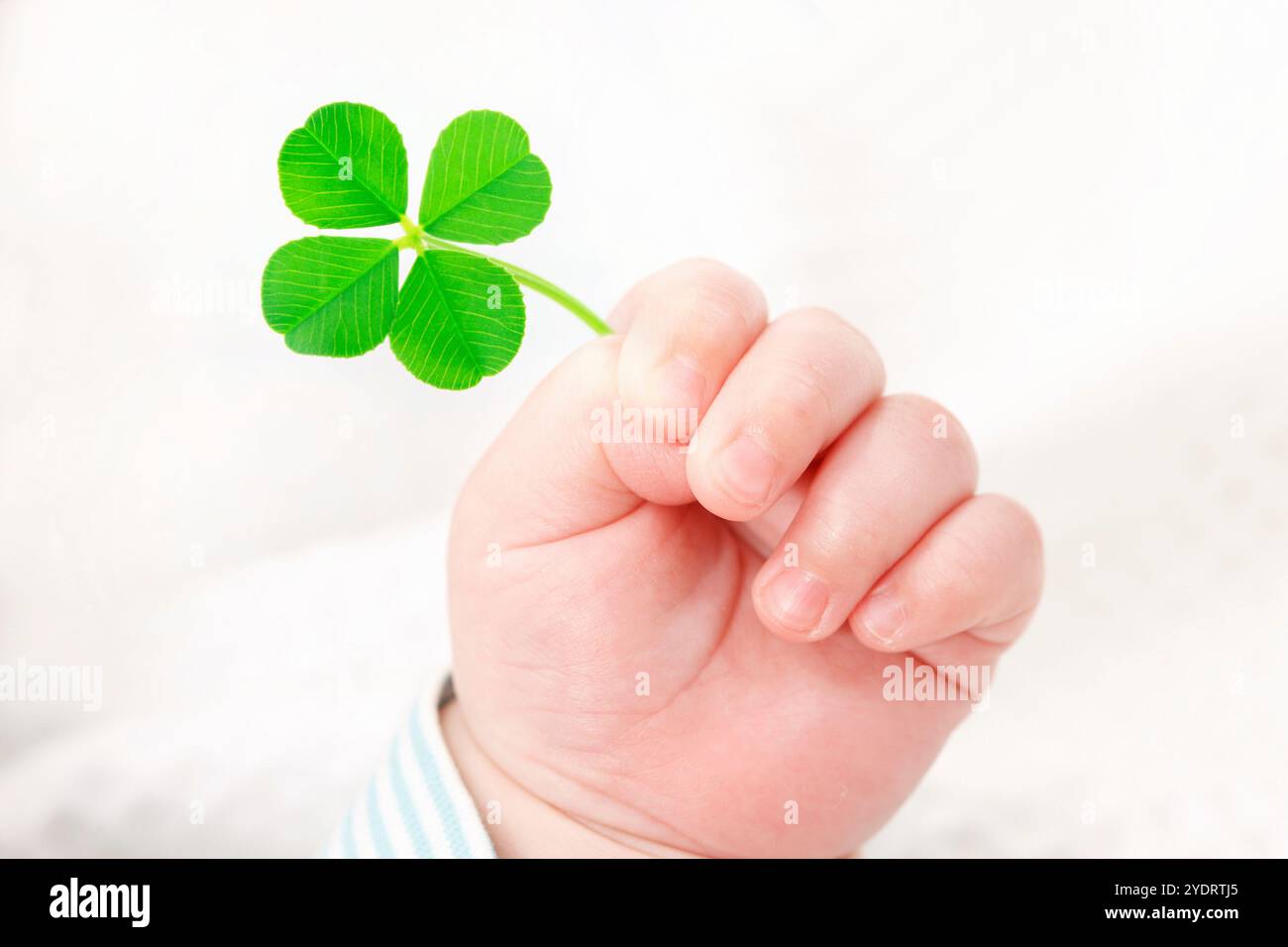 Baby's hands and four-leaf clover Stock Photo - Alamy