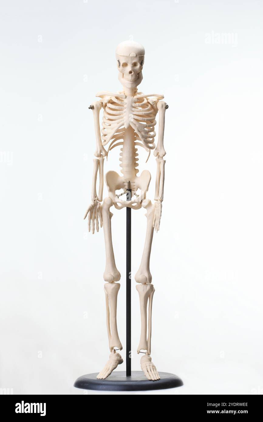 Models of skeletons Stock Photo - Alamy