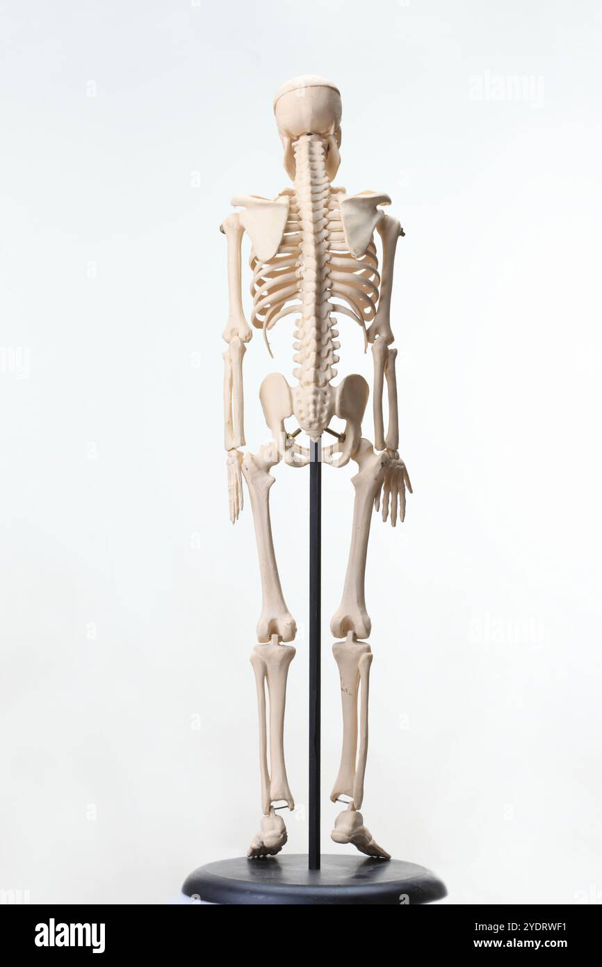 Models of skeletons Stock Photo - Alamy