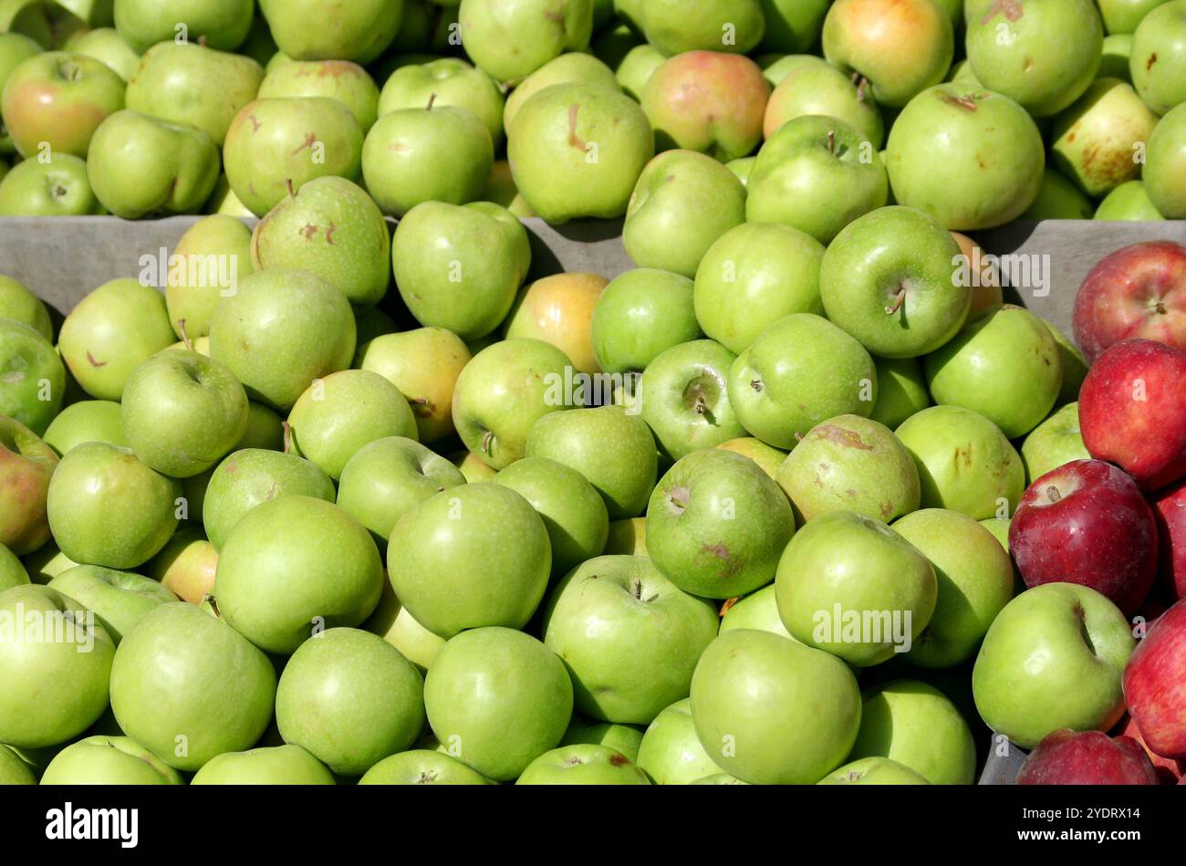 Bunch of Granny Smith and Couple Red Apples for Sale at Local Farmers ...