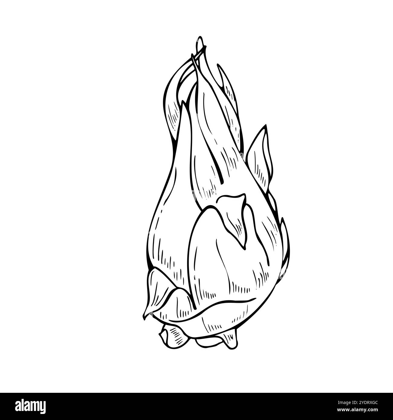 Vector one whole Pitahaya line art black ink sketch illustration ...