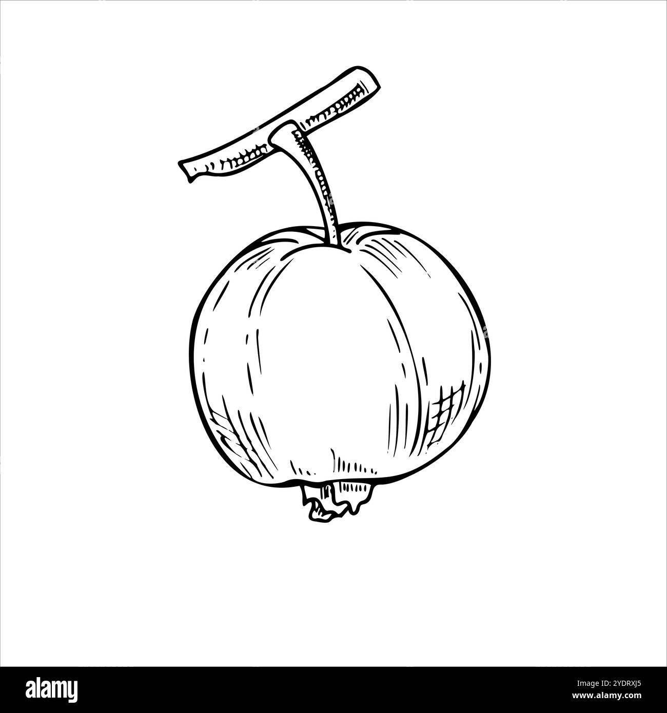 Whole fresh sweet guava fruit on tree branch vector isolated ...