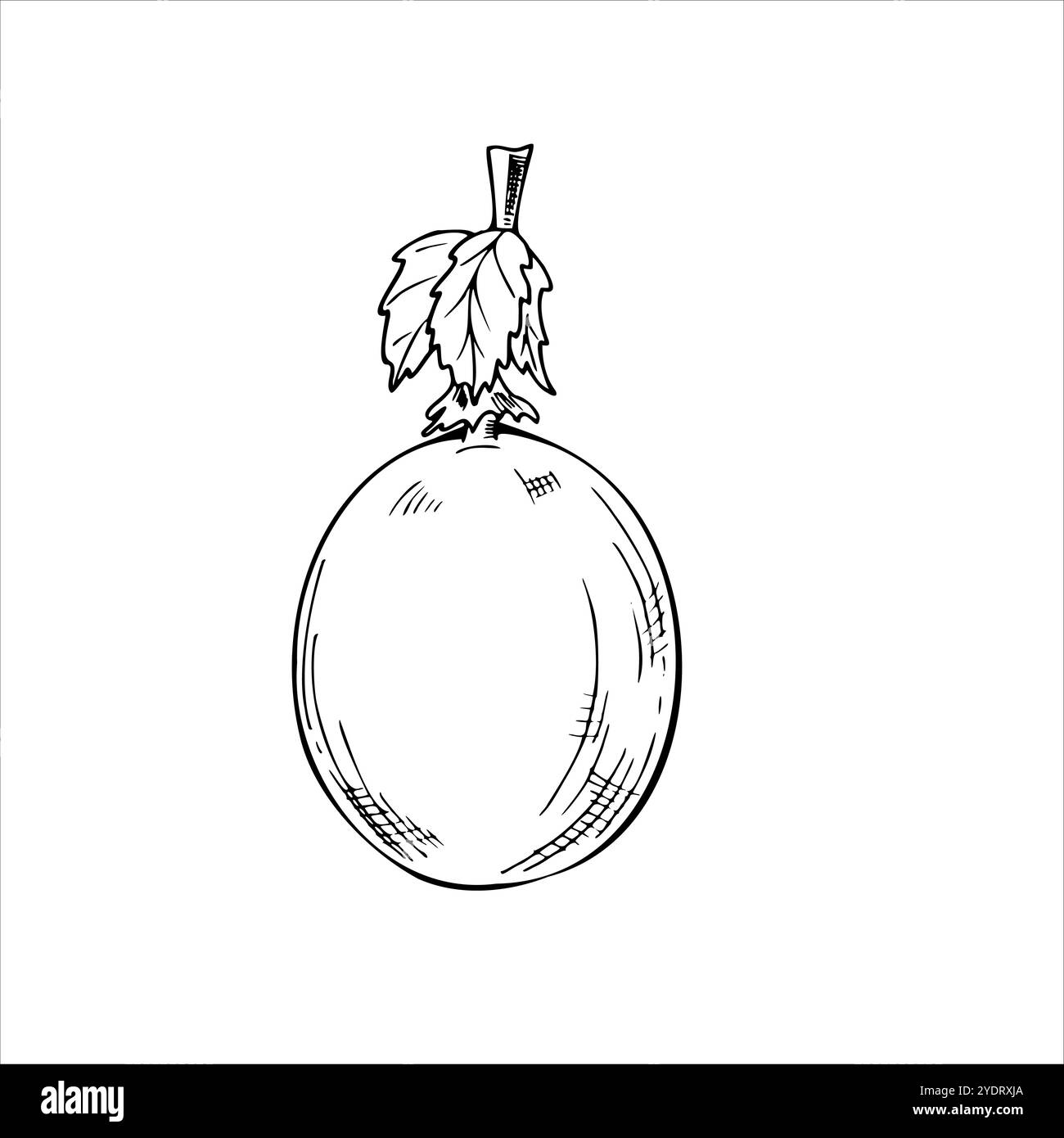 Whole Passion Fruit On Branch With Leaves Vector Hand Drawn Sketch
