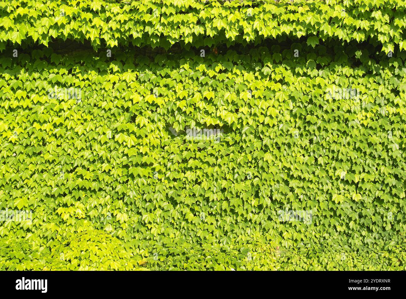 Japanese ivy hi-res stock photography and images - Alamy