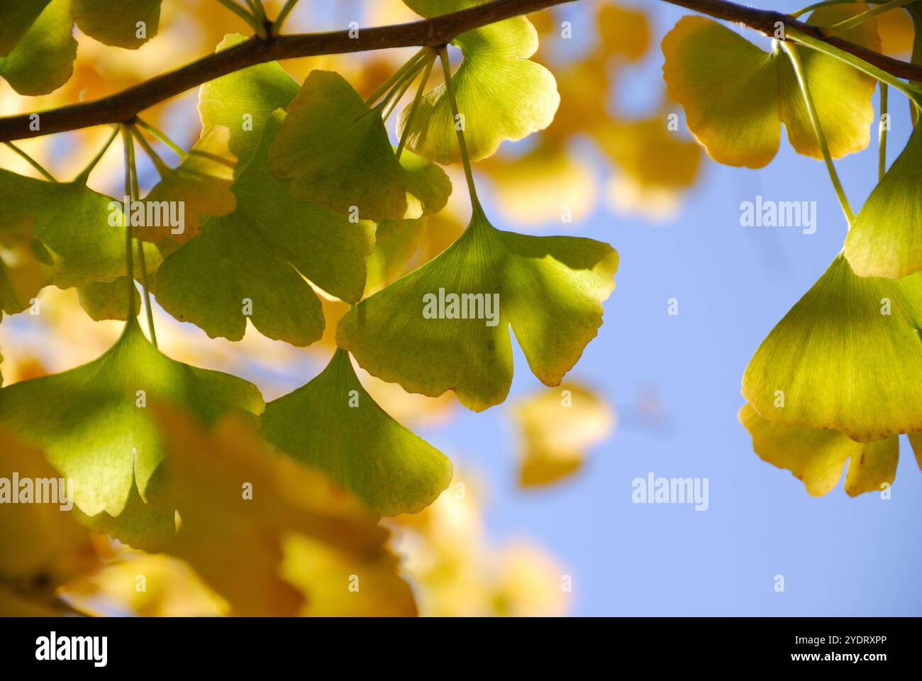 Ginkgo (Ginkgo biloba Stock Photo - Alamy