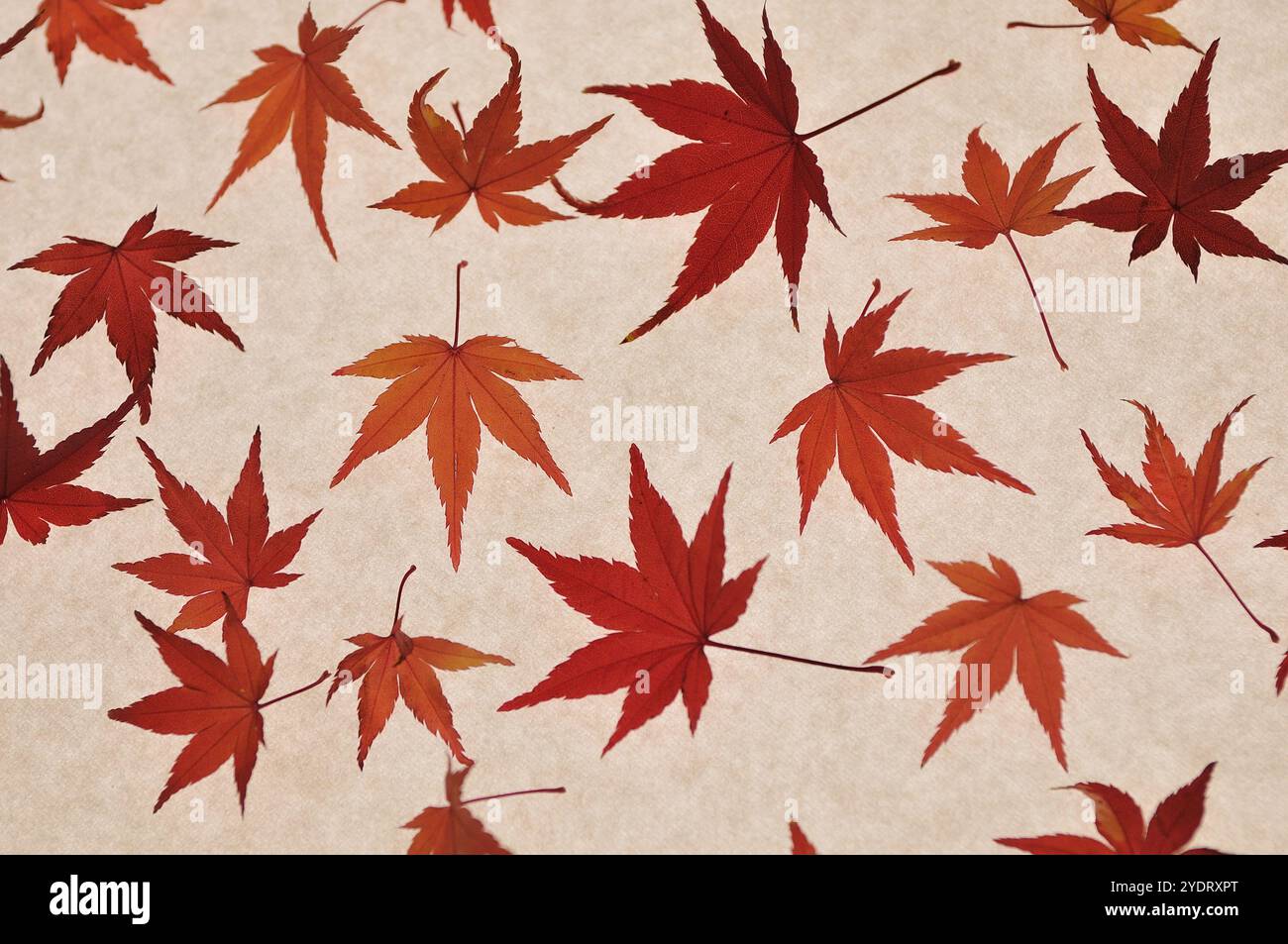 Momiji (Japanese maple tree Stock Photo - Alamy