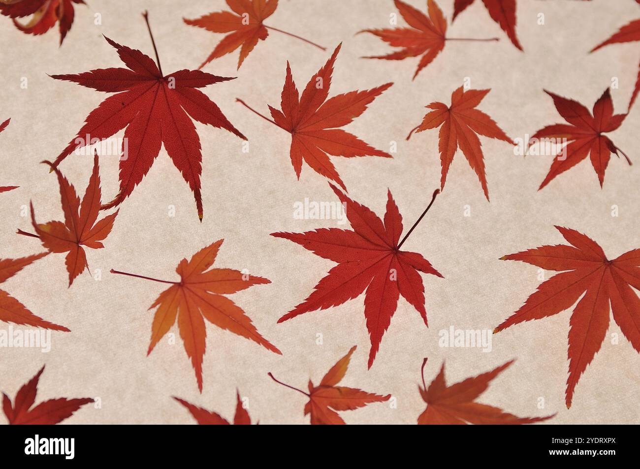 Momiji (Japanese maple tree Stock Photo - Alamy