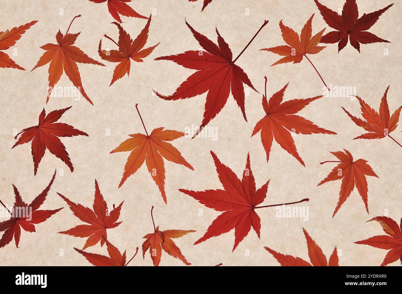 Momiji (Japanese maple tree Stock Photo - Alamy