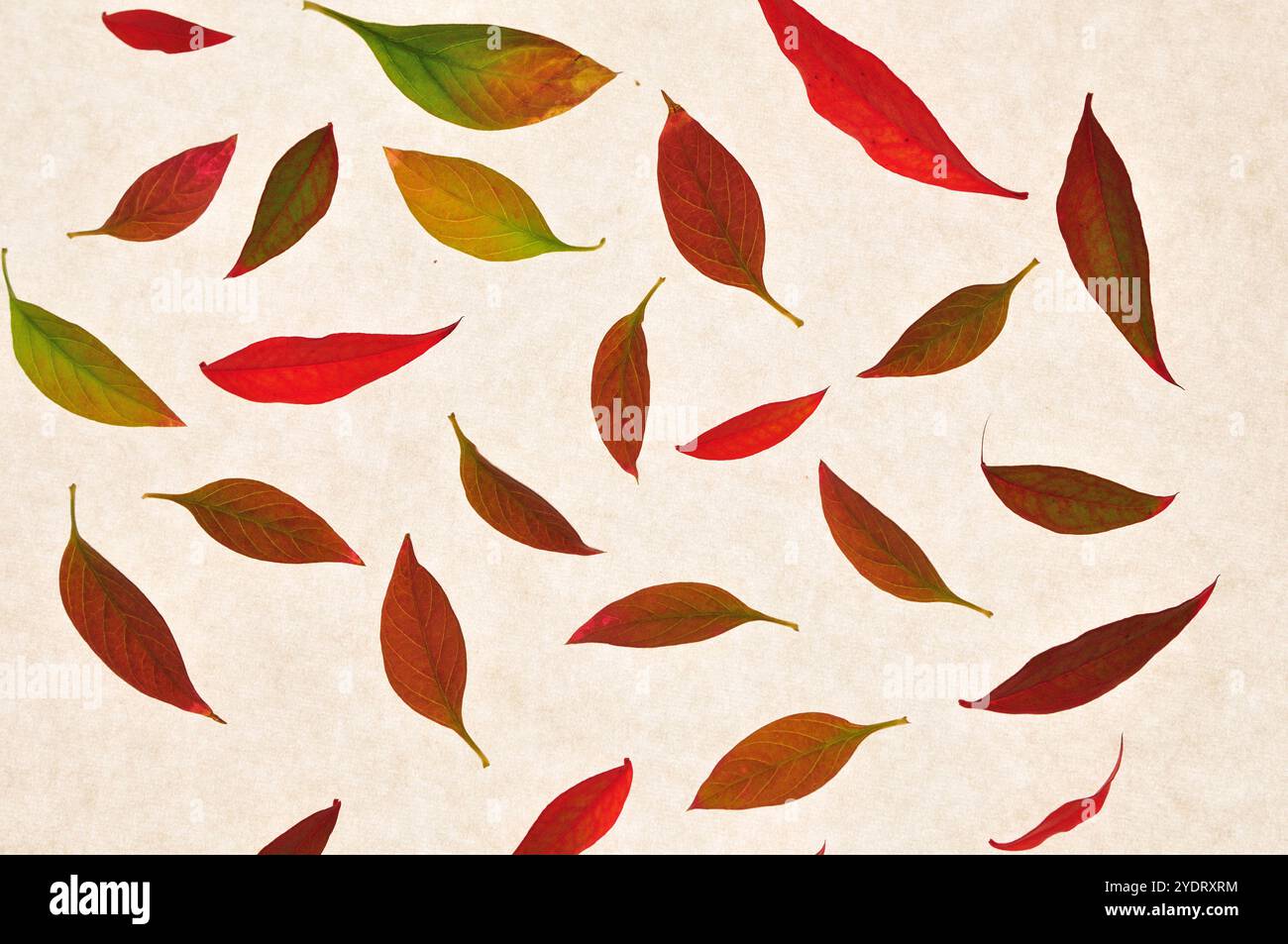 Tree leaf pattern hi-res stock photography and images - Alamy