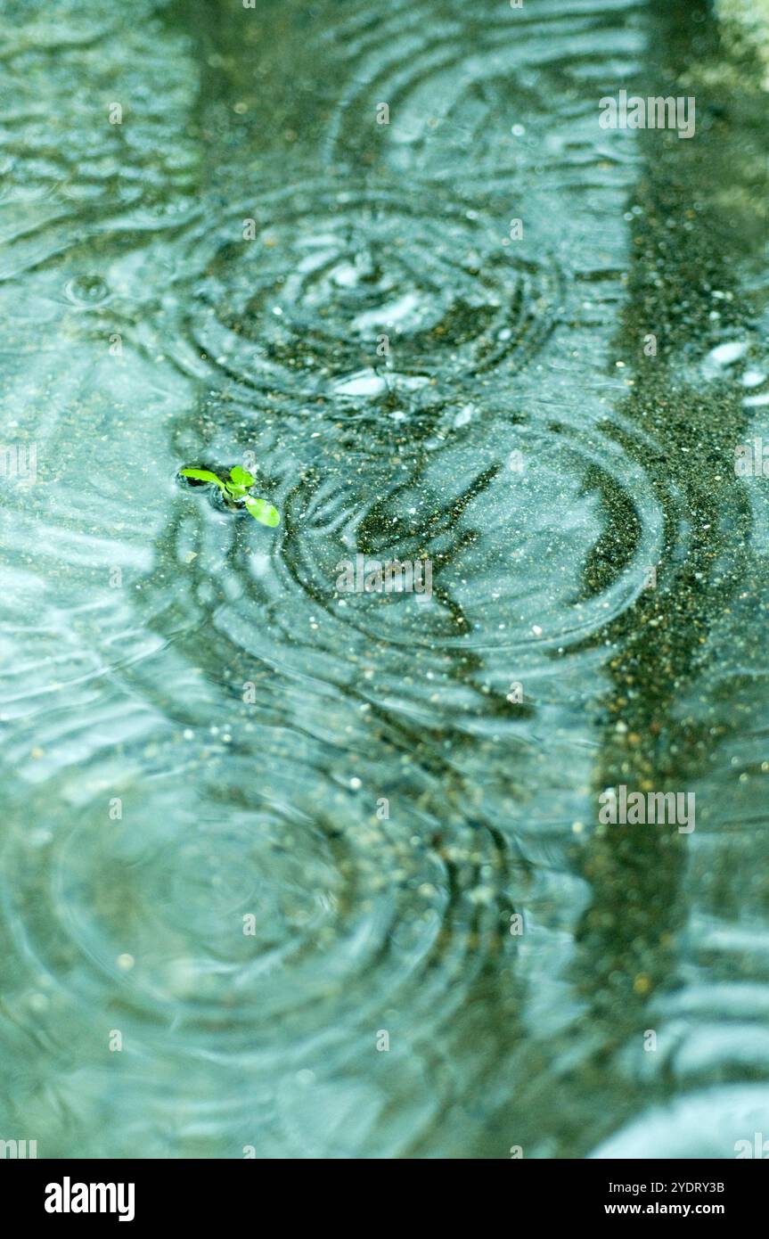 Ripples in the rain Stock Photo - Alamy