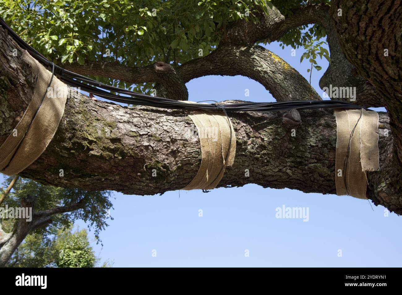 Cable tree hi-res stock photography and images - Alamy