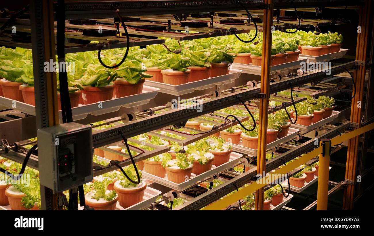Indoor farm Hydroponic plants growing under LED lights and electric fan ...