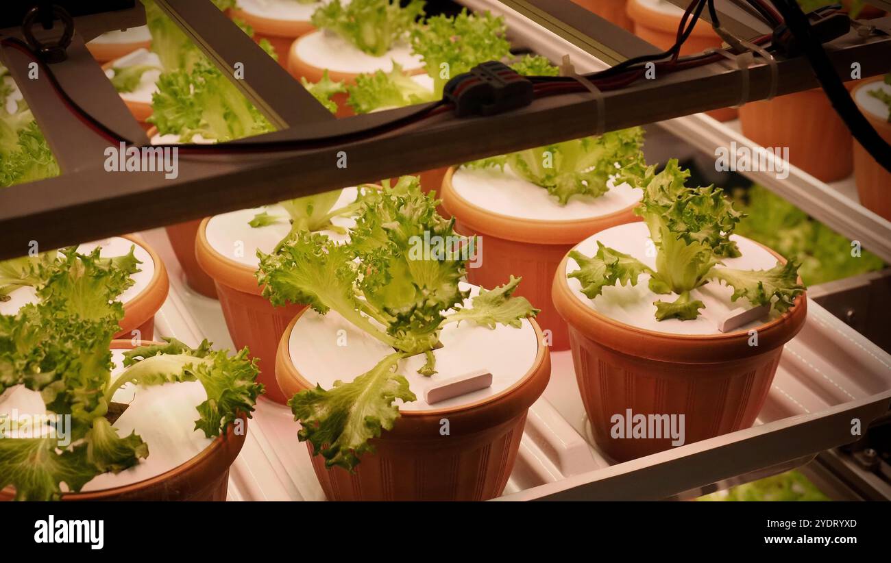 Indoor farm Hydroponic plants growing under LED lights and electric fan ...