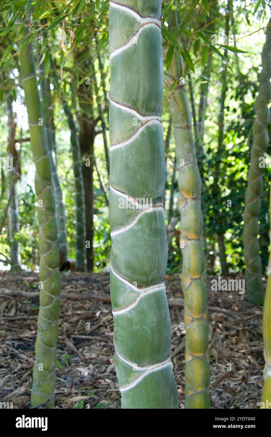Turtle shell and bamboo Stock Photo - Alamy