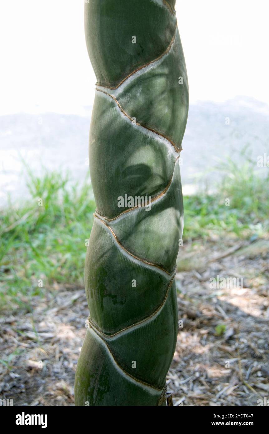 Turtle shell and bamboo Stock Photo - Alamy