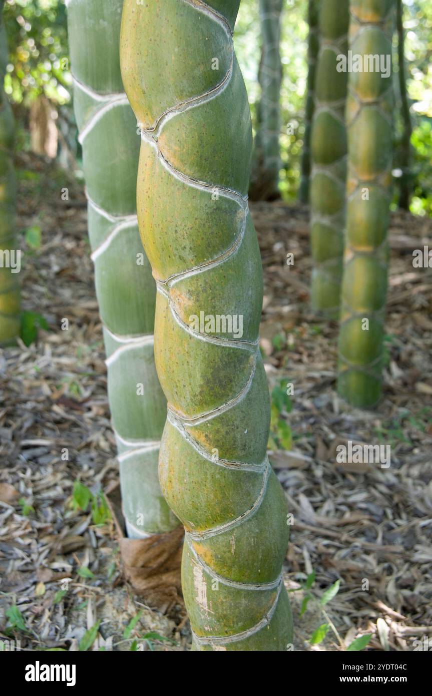 Turtle shell and bamboo Stock Photo - Alamy