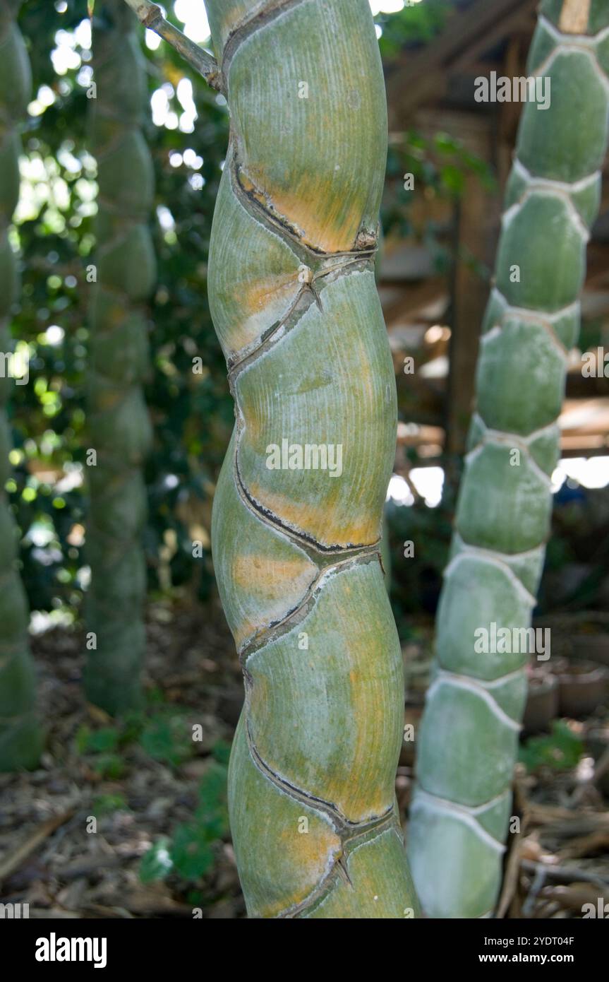 Turtle shell and bamboo Stock Photo - Alamy