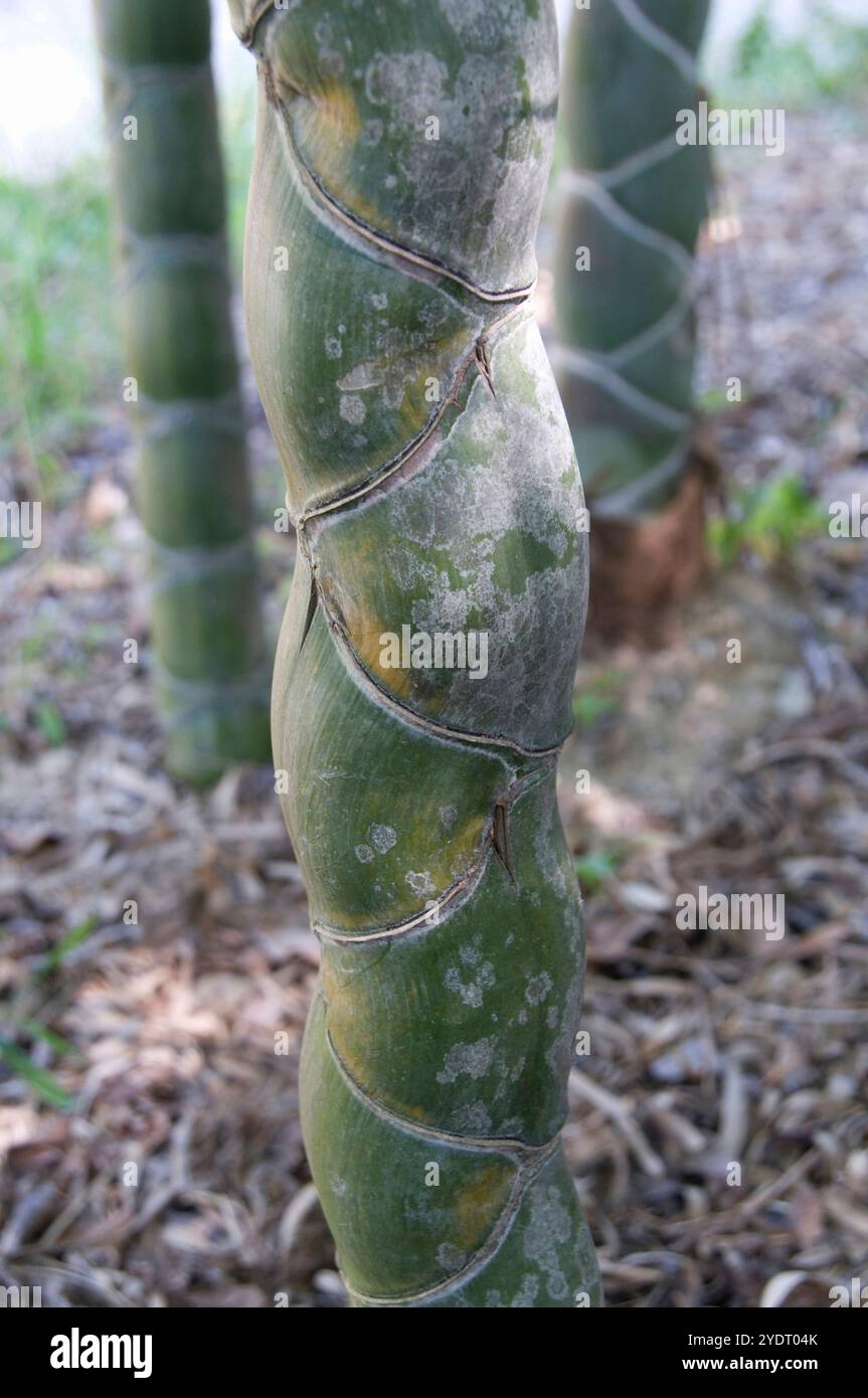 Turtle shell and bamboo Stock Photo - Alamy