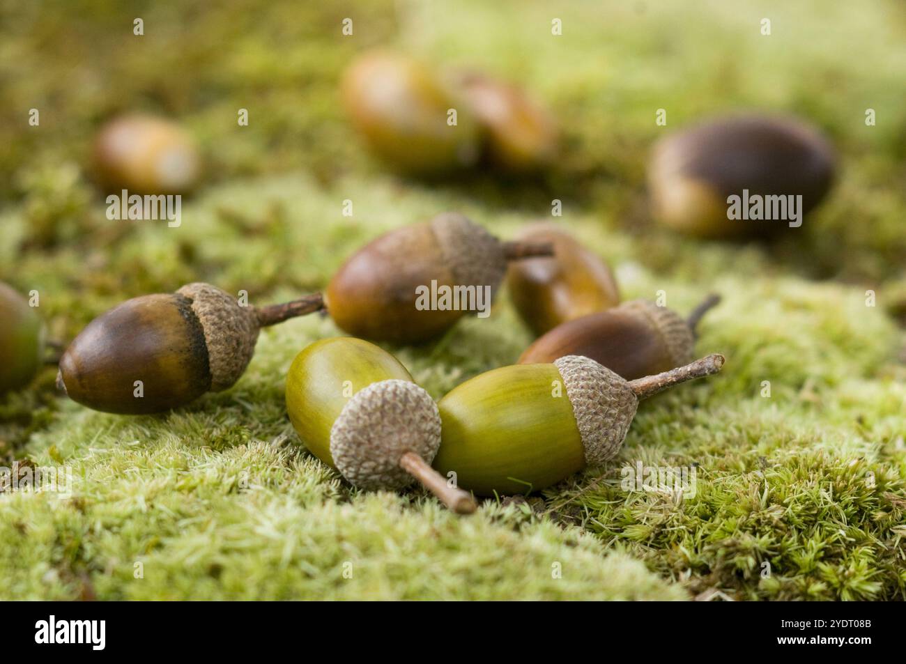 Acorn fruit hi-res stock photography and images - Alamy