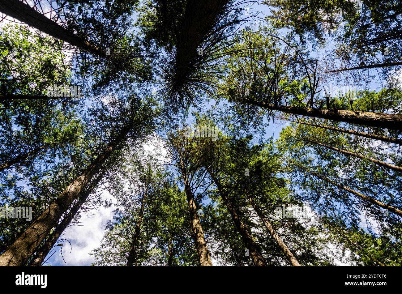 Vertical view of large old pine trees canopy in a dense evergreen ...