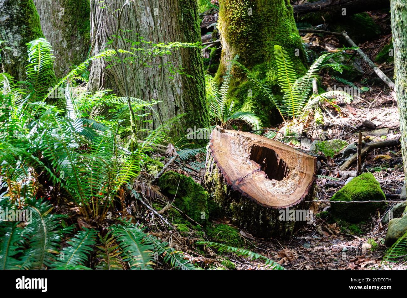 HolIow stump of a newly cut tree inside a dense pine tree forest Stock ...