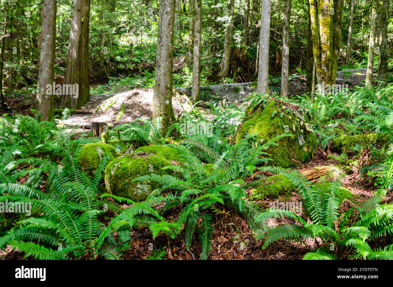 Inside a dense pine tree forest with streams, large moss covered pine ...