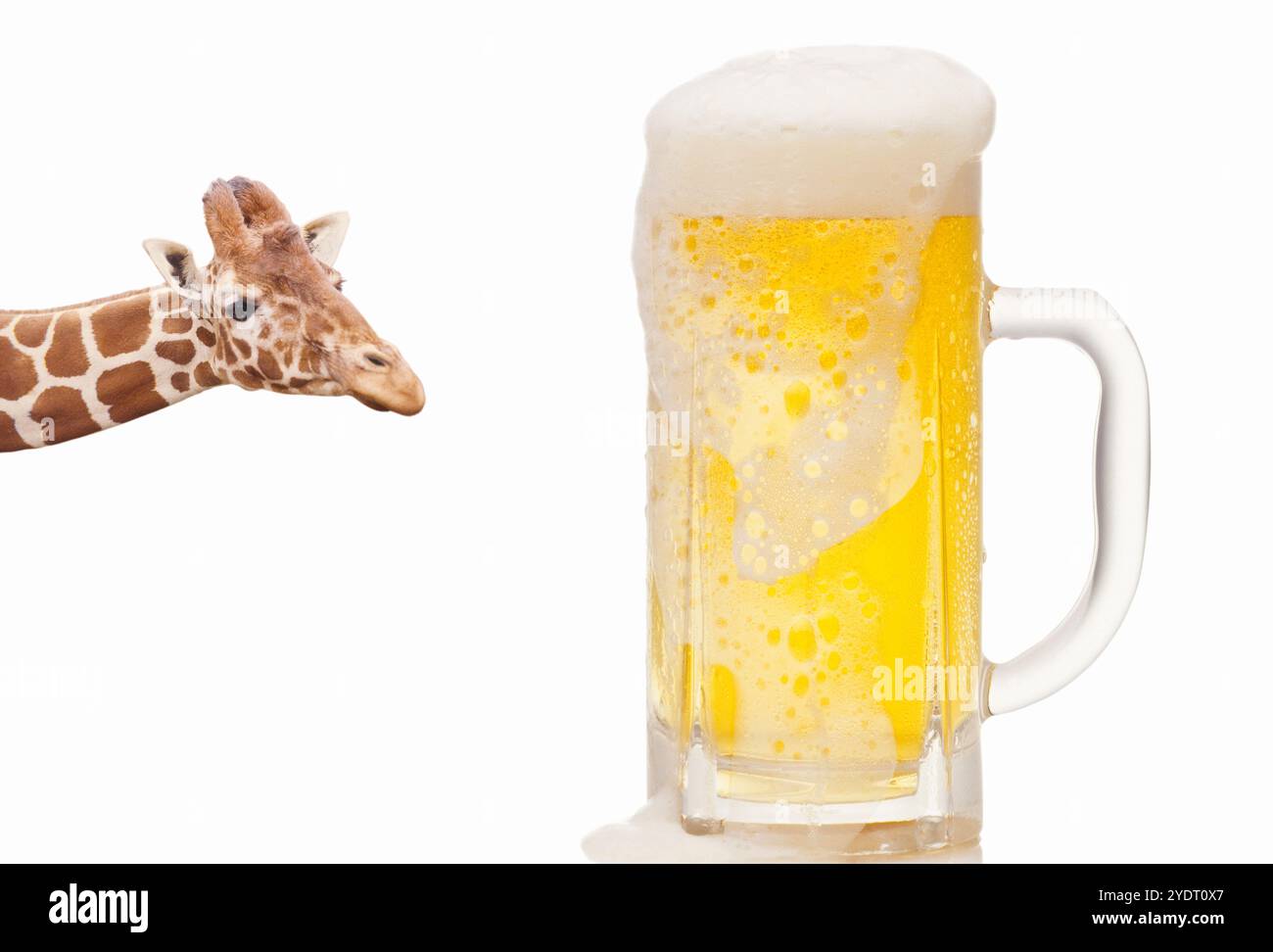 Draft beer and Kirin Stock Photo - Alamy