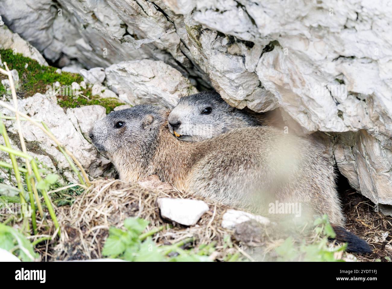 18 September 2024, Italy, Auronzo Di Cadore: Two alpine marmots sit at the entrance of a burrow ...