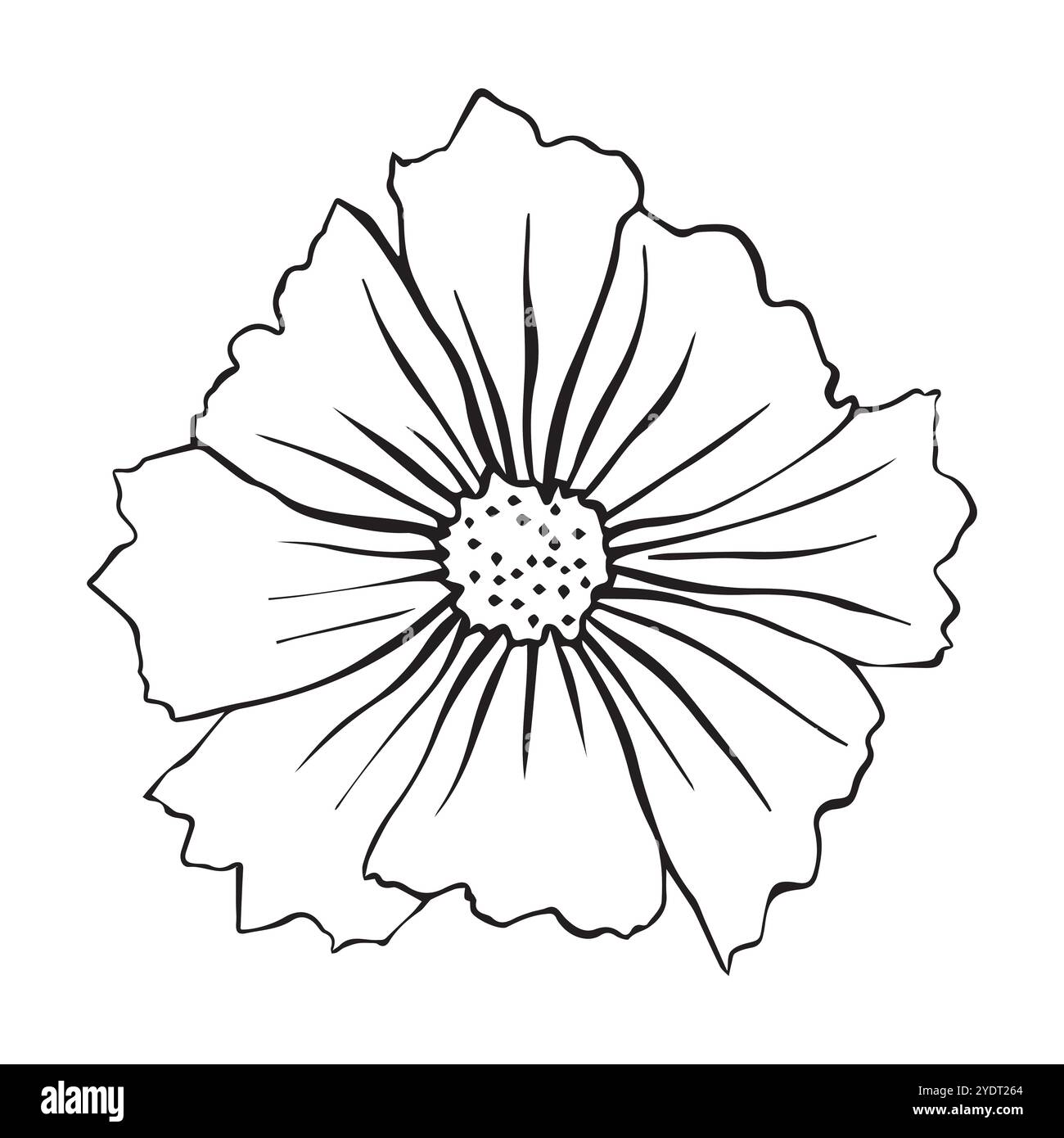 Vector illustration of cosmos flower. Cosmos flower for your design ...