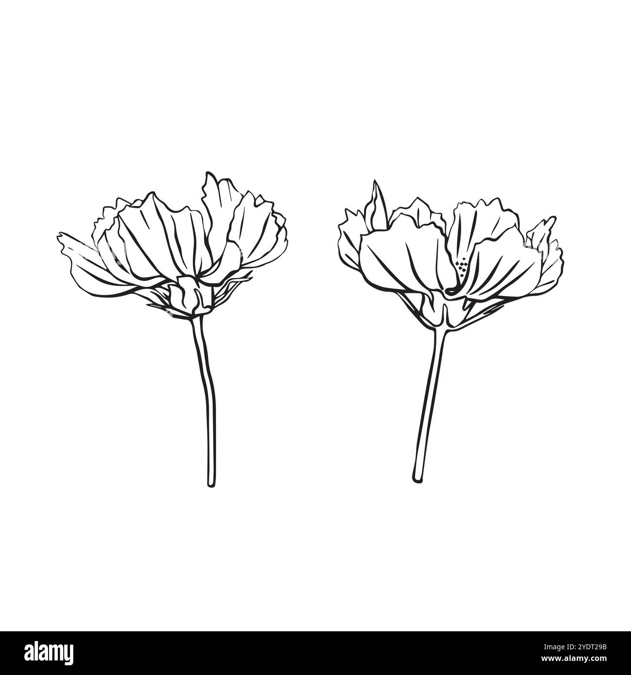 Cosmos flower vector vectors Black and White Stock Photos & Images - Alamy