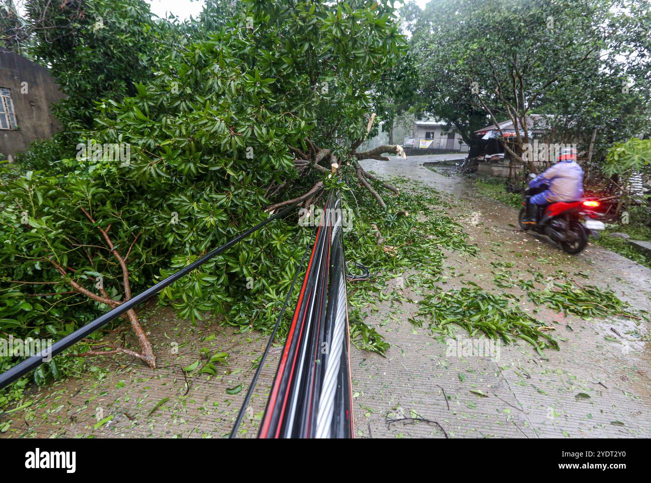 Laguna, Luzon, Philippines.Oct 24,2024: Severe Tropical Cyclone Trami ...