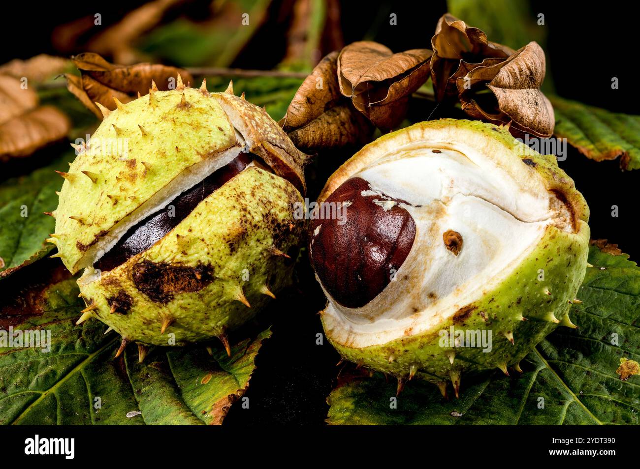 the seed pod of a horse chestnut (Aesculus hippocastanum), also known ...