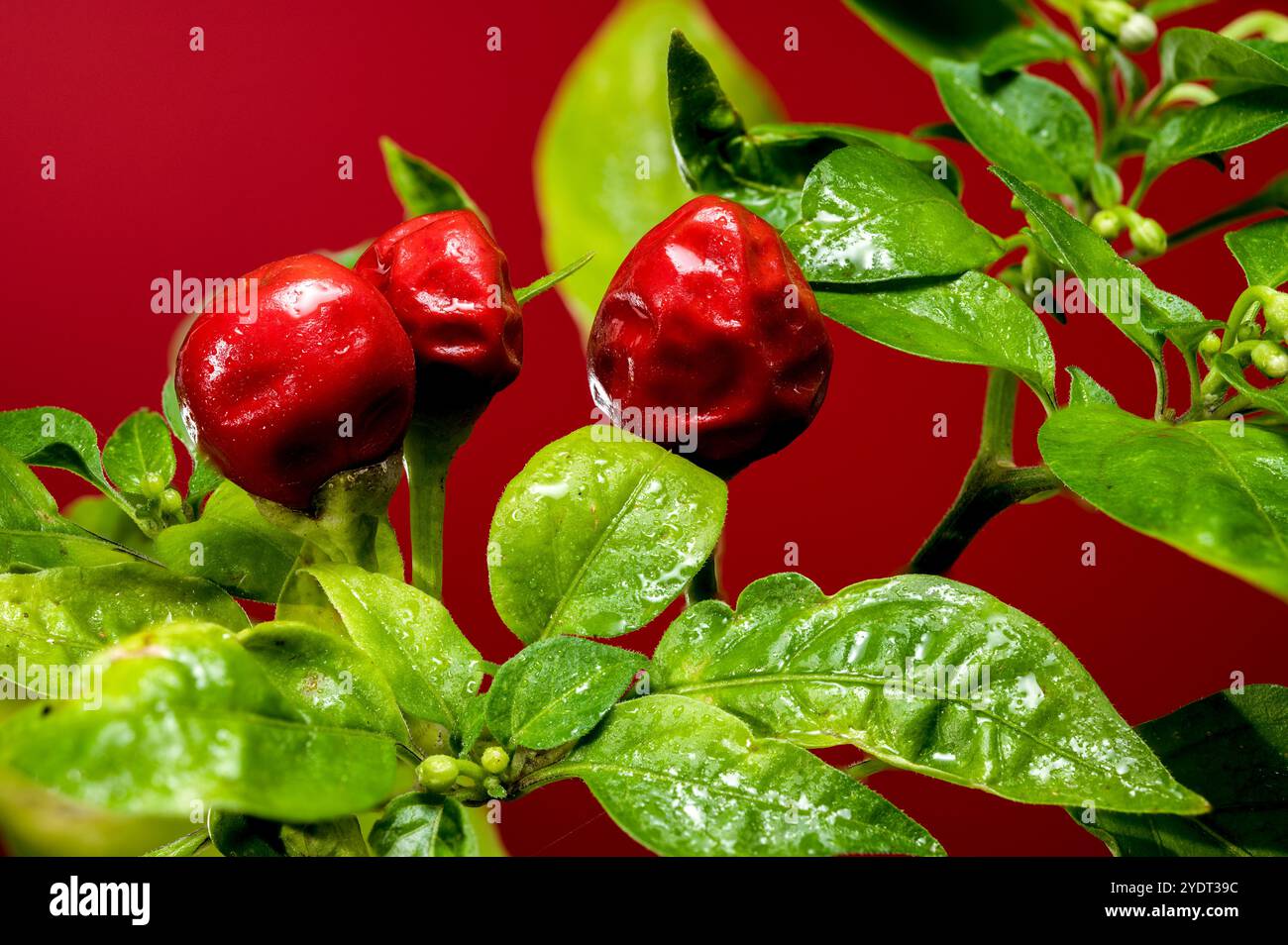 Beautiful red Ornamental pepper Aladdin on a red background. Pepper ...