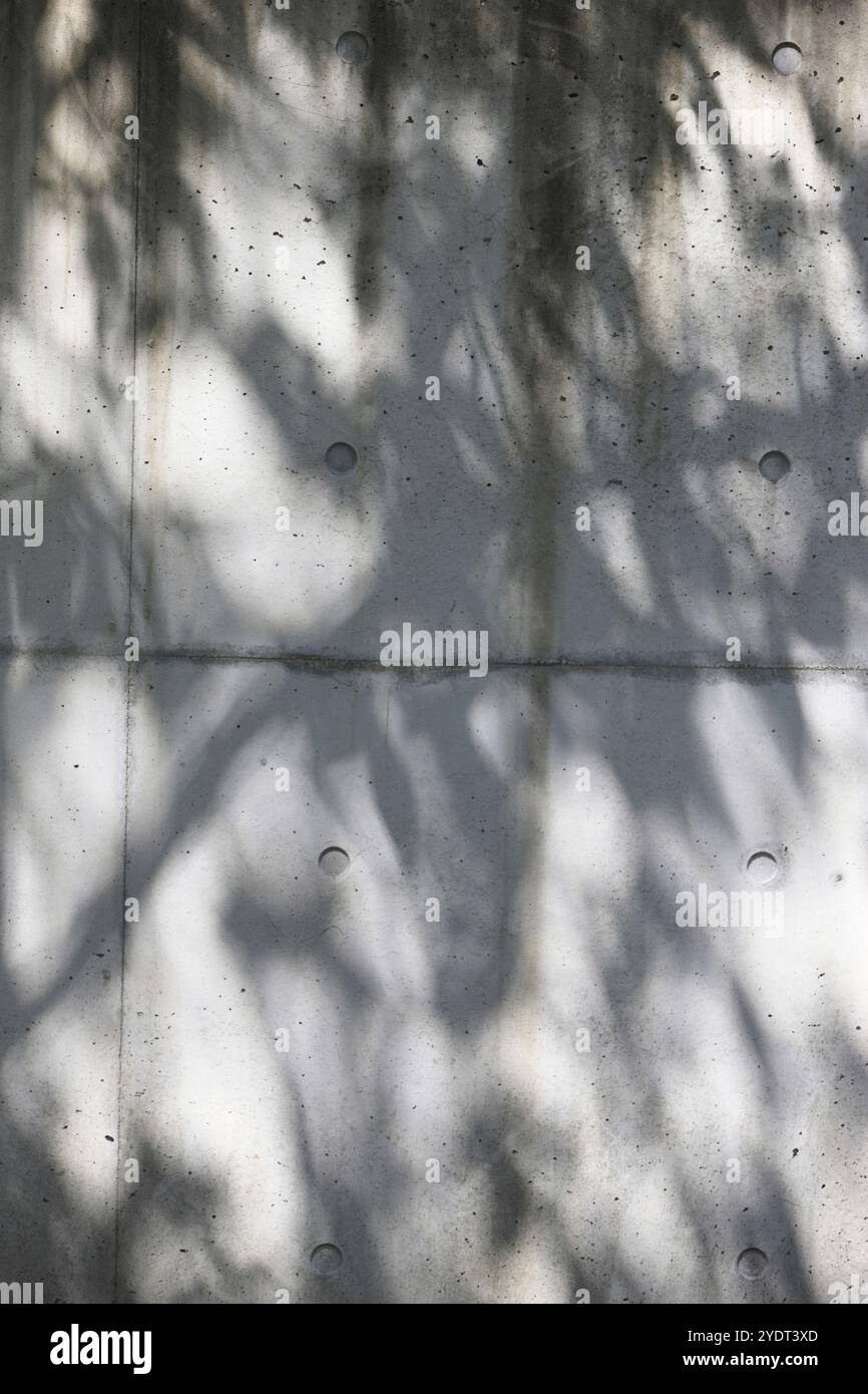 Concrete and tree shades Stock Photo - Alamy