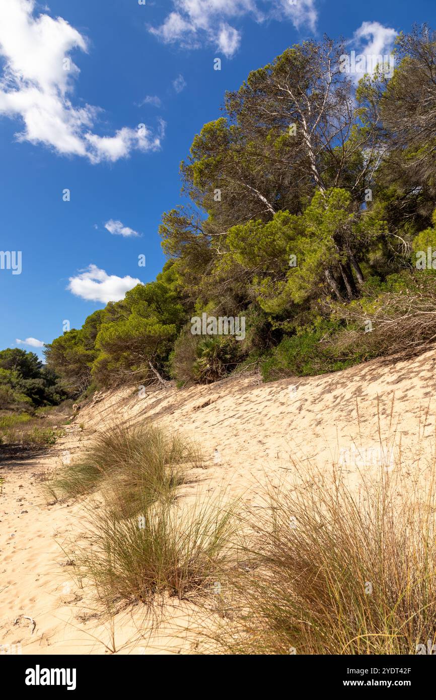 Pine trees in the dunes near Cala Mesquida, Island of Mallorca, Spain ...