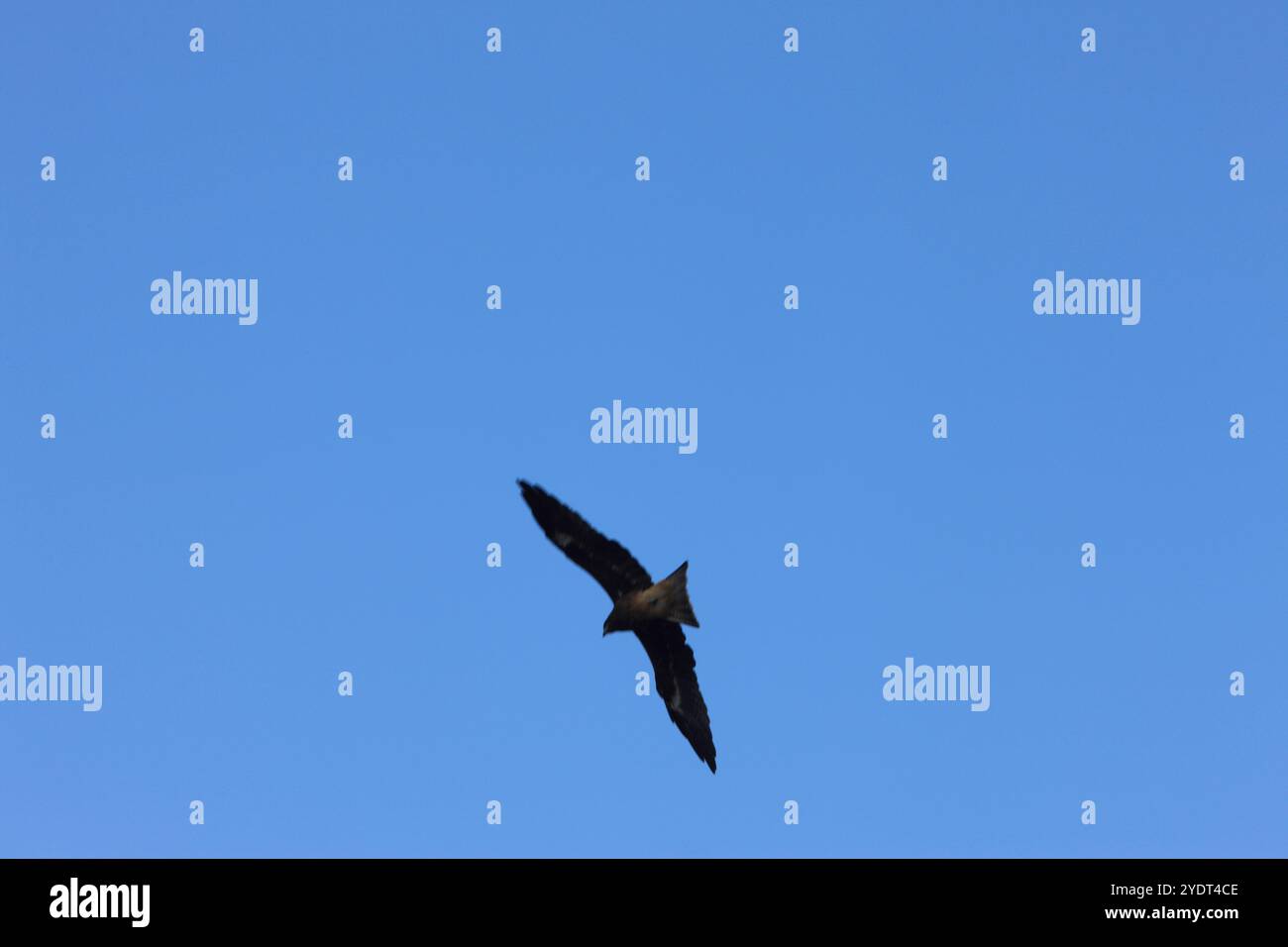 Tiger with a gust of wind Stock Photo - Alamy