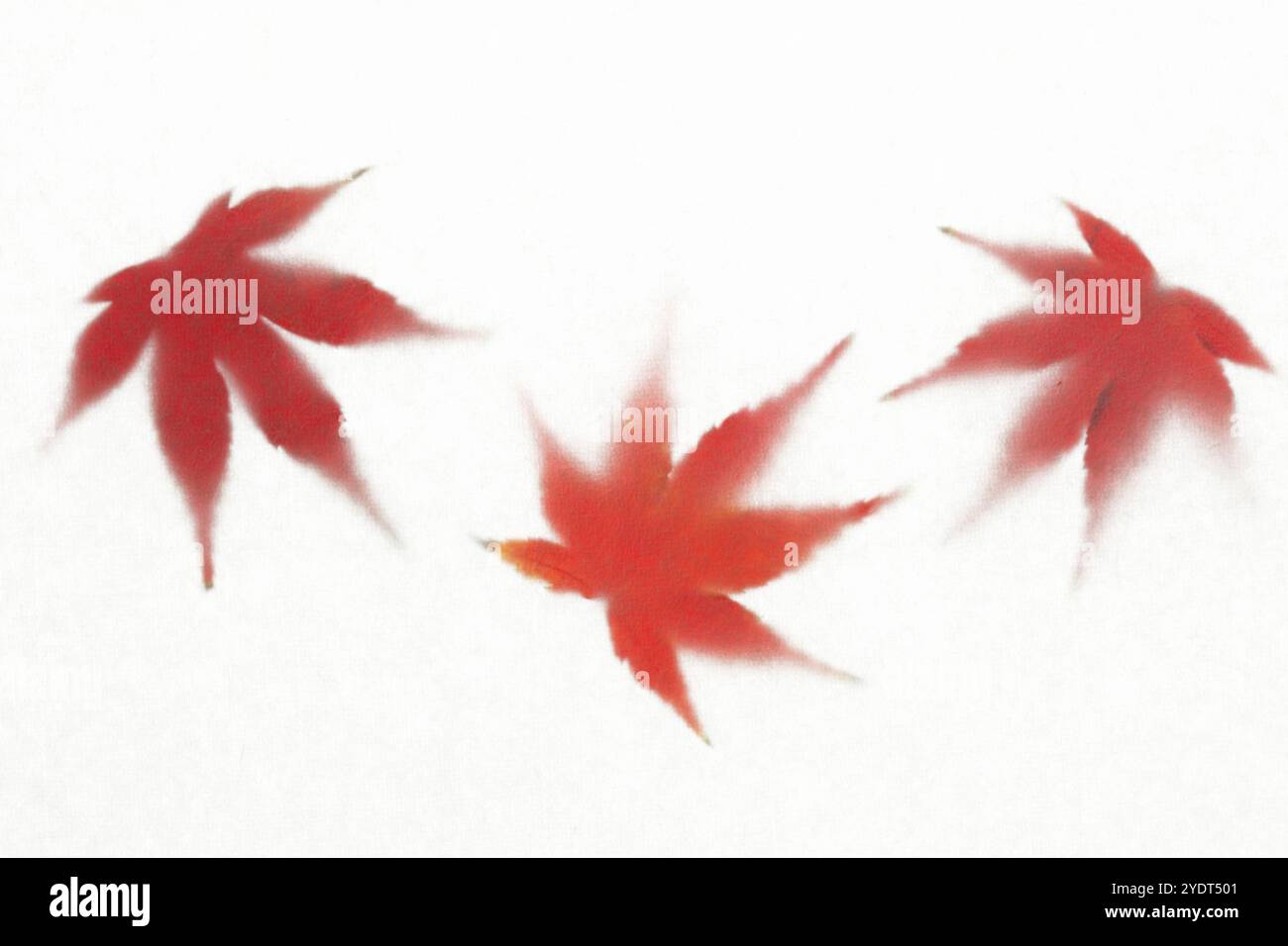 Maple photography Cut Out Stock Images & Pictures - Alamy