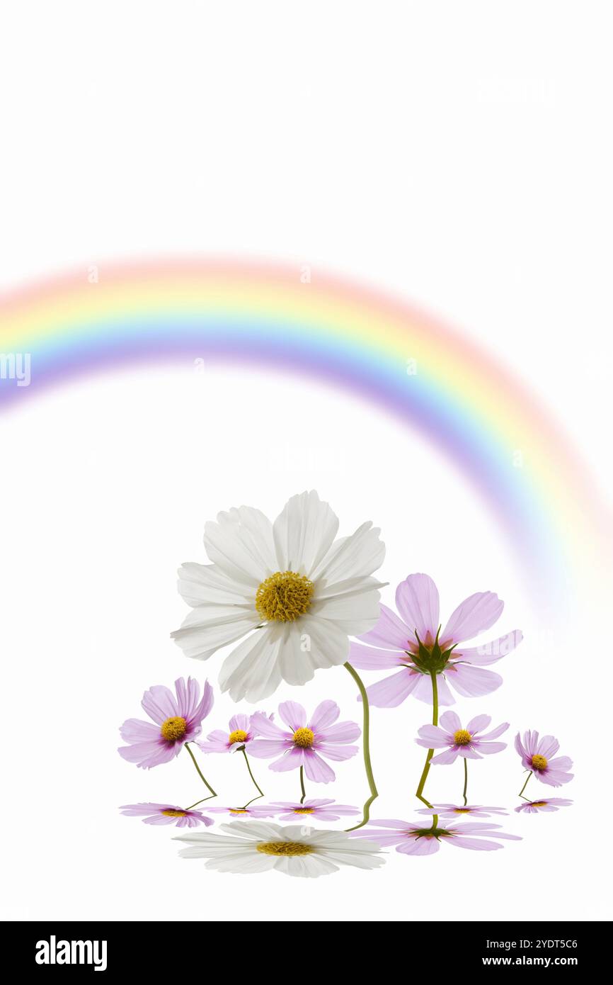 Cosmos and rainbow Stock Photo - Alamy