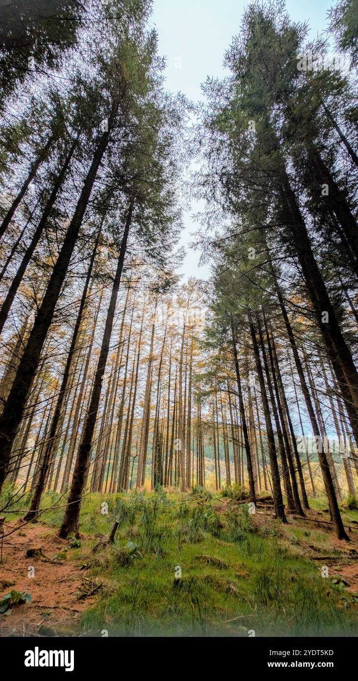 Hiking trail in the autumn pine trees forest at Slieve Bloom Mountains ...