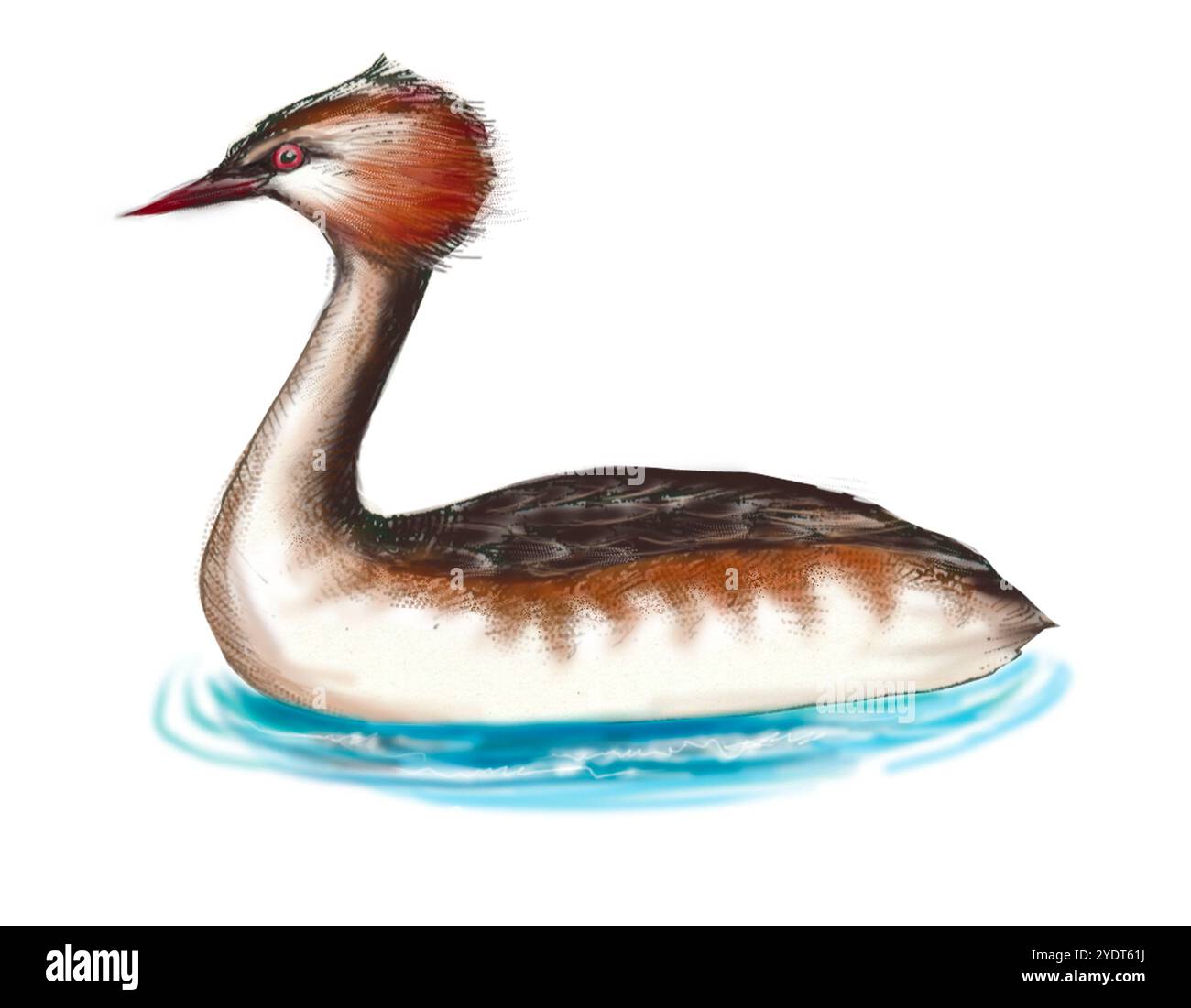 Crested ibis Cut Out Stock Images & Pictures - Alamy