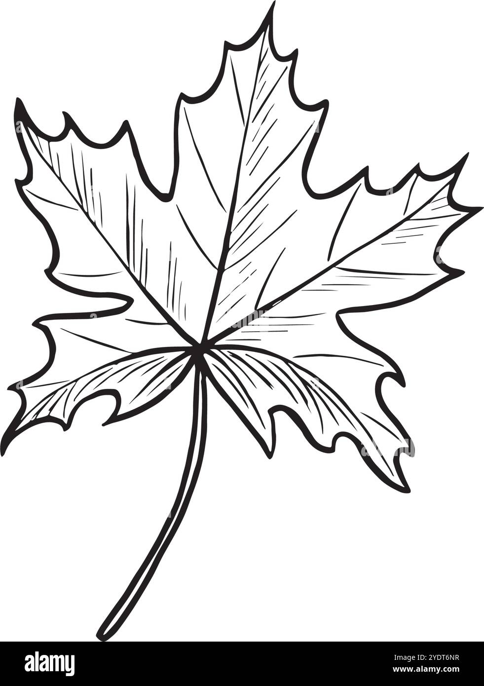 Maple leaf sketch. Vector graphic line illustration, hand drawn isolated. Black and white doodle ...