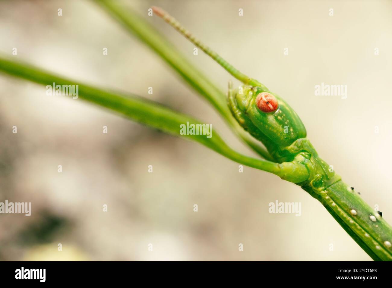 Didymuria violescens, the spur legged phasmid, also known as the violet ...