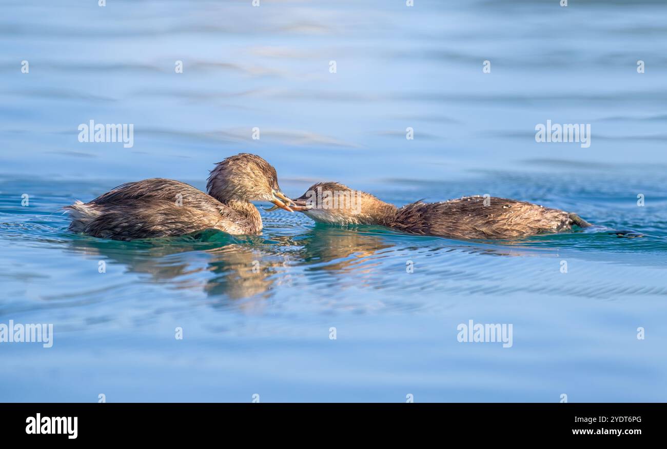 Adult bird with young bird in water hi-res stock photography and images ...