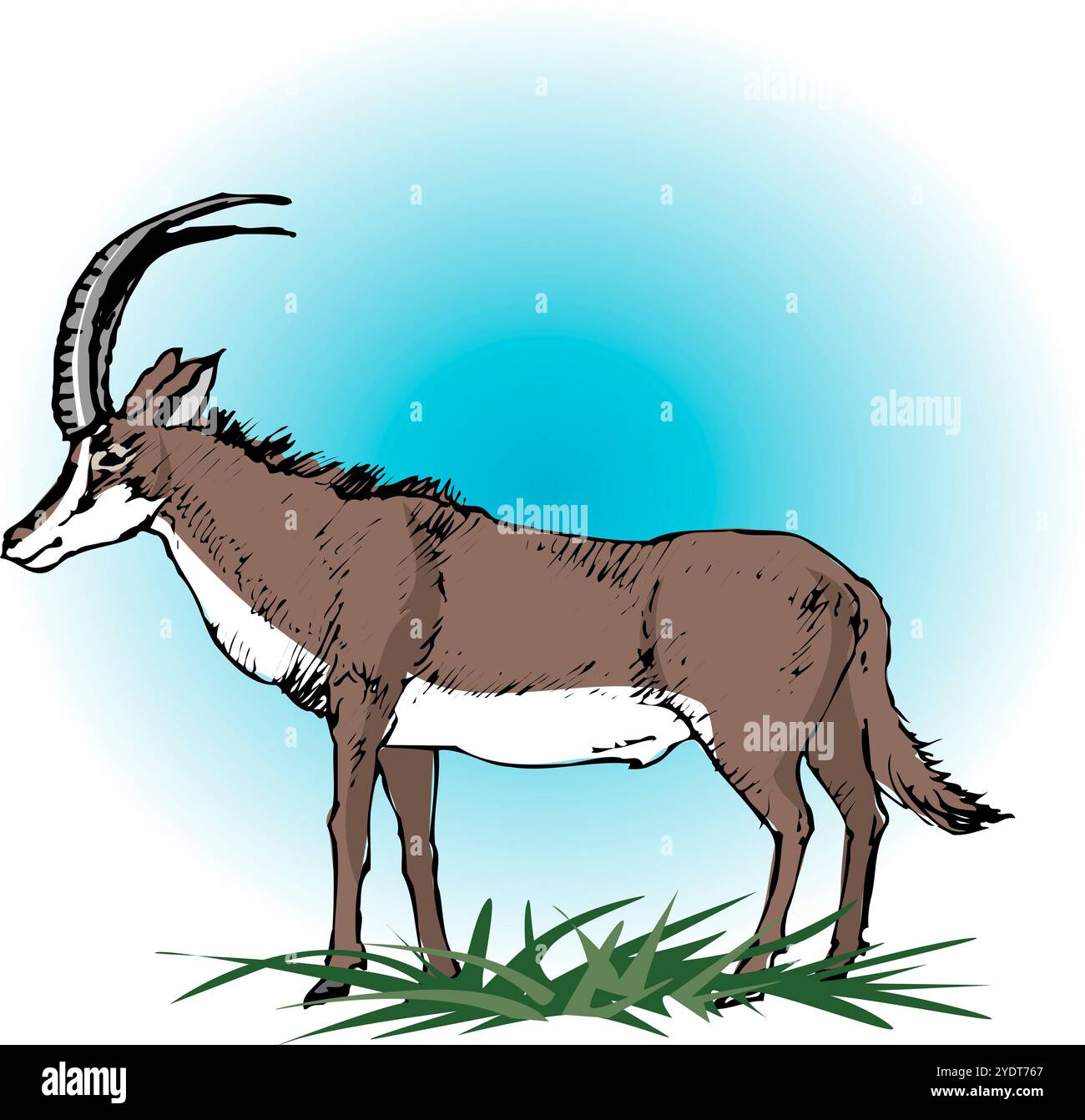 Sable illustrations hi-res stock photography and images - Alamy