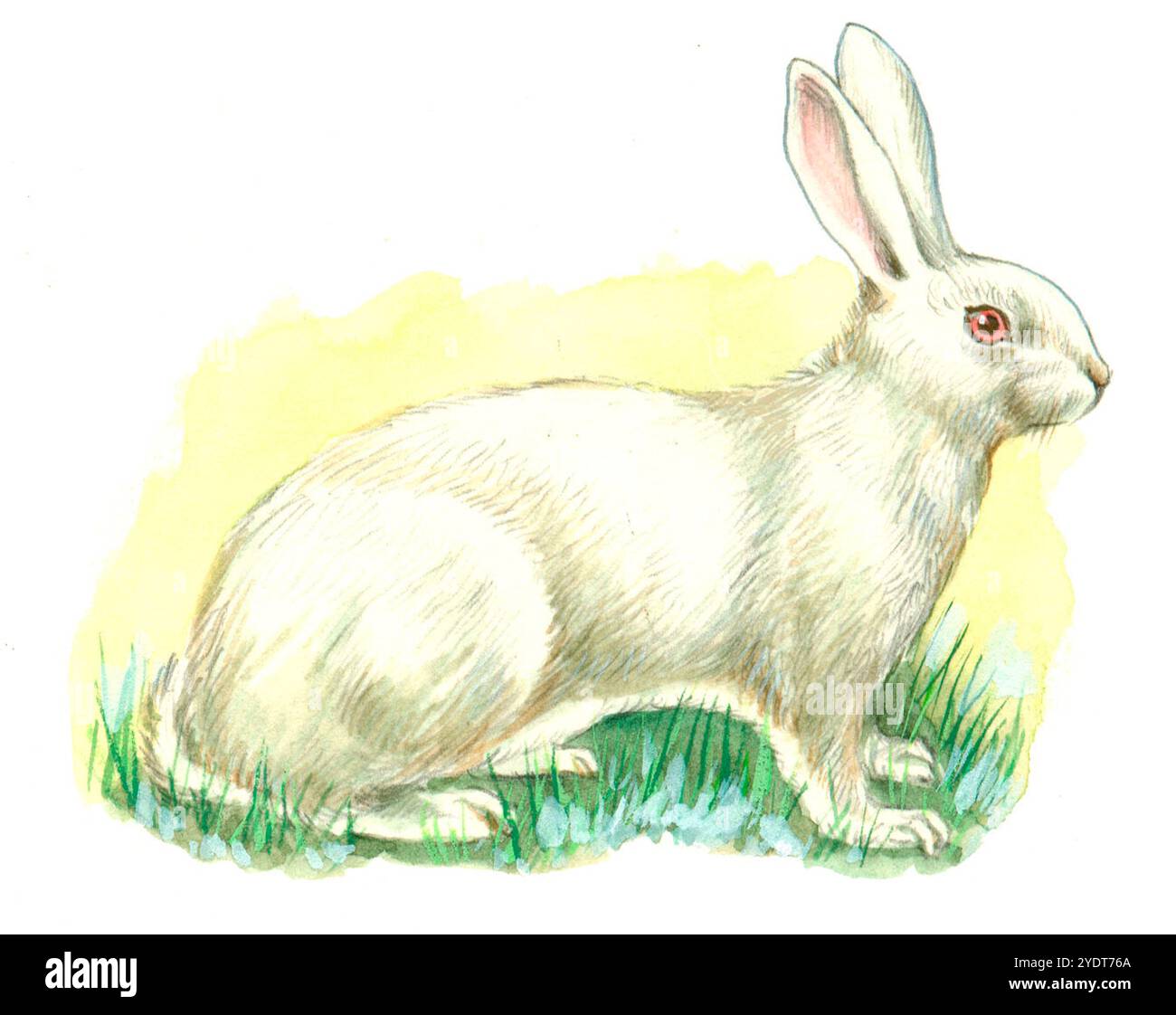 Illustrations rabbit Cut Out Stock Images & Pictures - Alamy