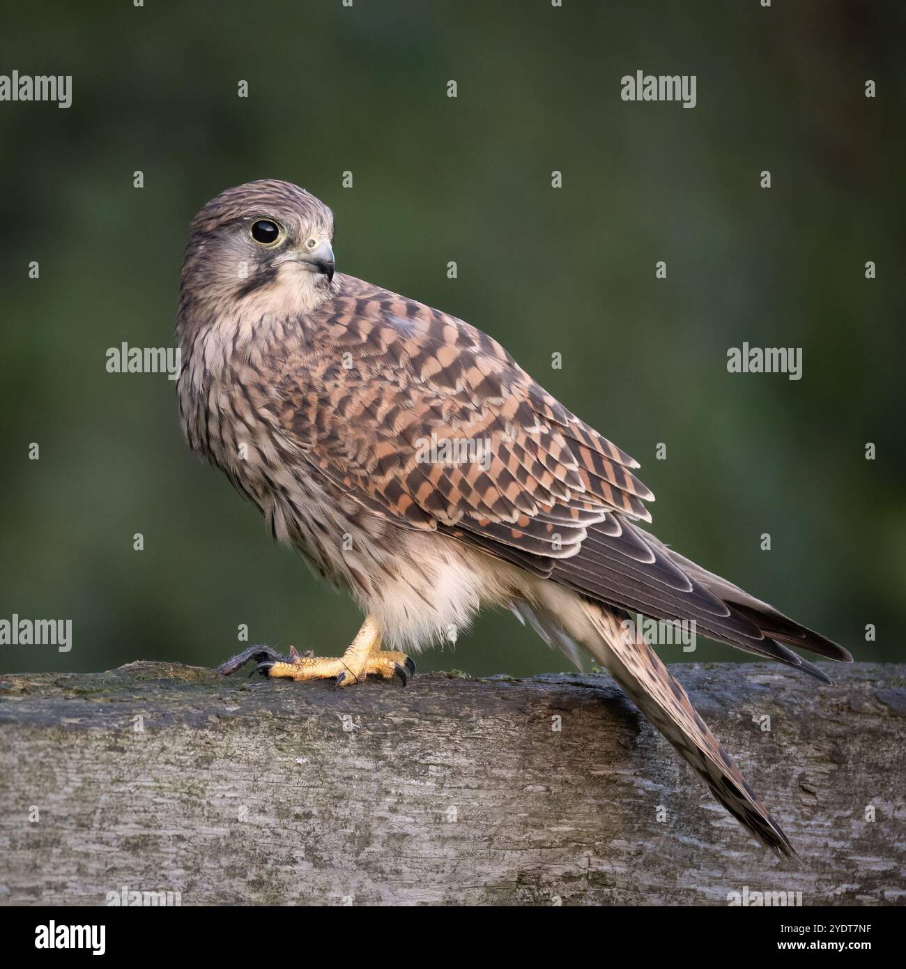 A female kestrel perched on a wooden fence looking back over her ...