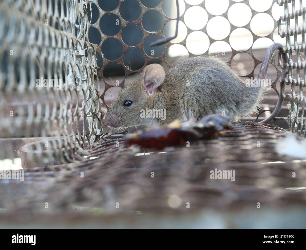 Rat in cage mousetrap, Mouse finding a way out of being confined ...