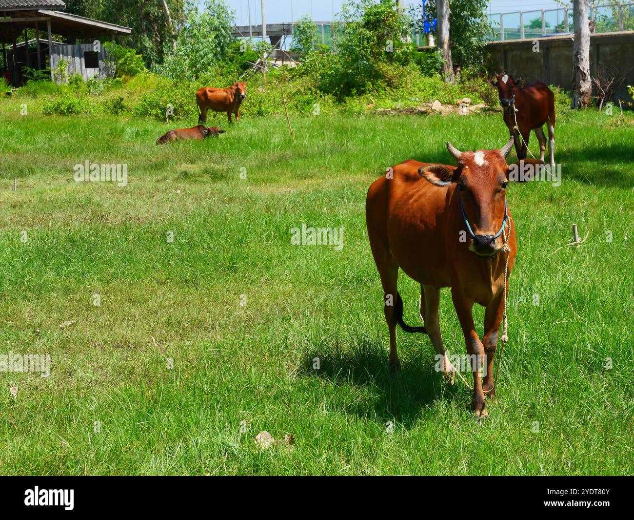 Thai cow standing and grazing in the green field, Livestock in Thailand ...
